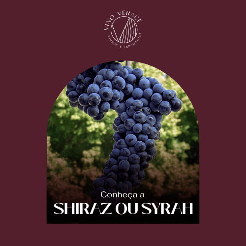 Conheça a Shiraz ou Syrah | Vino Verace
