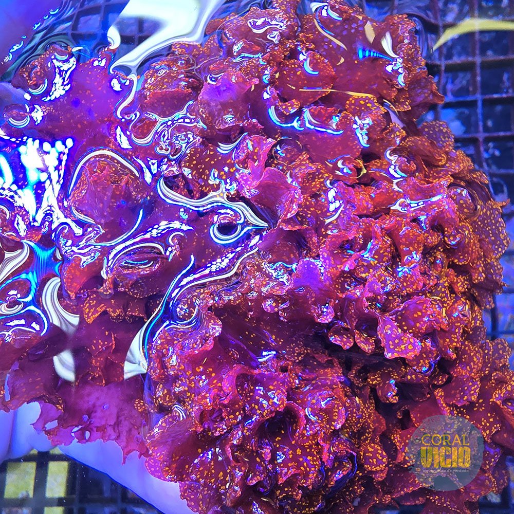 Alga Atomic Broccoli 5x5 cm | CORAL VÍCIO AQUICULTURA