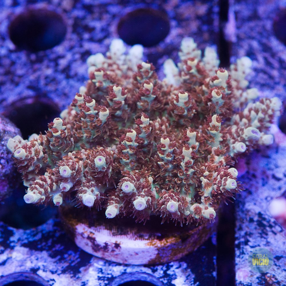 Trumpet Candy Cane 3 bocas | CORAL VÍCIO AQUICULTURA