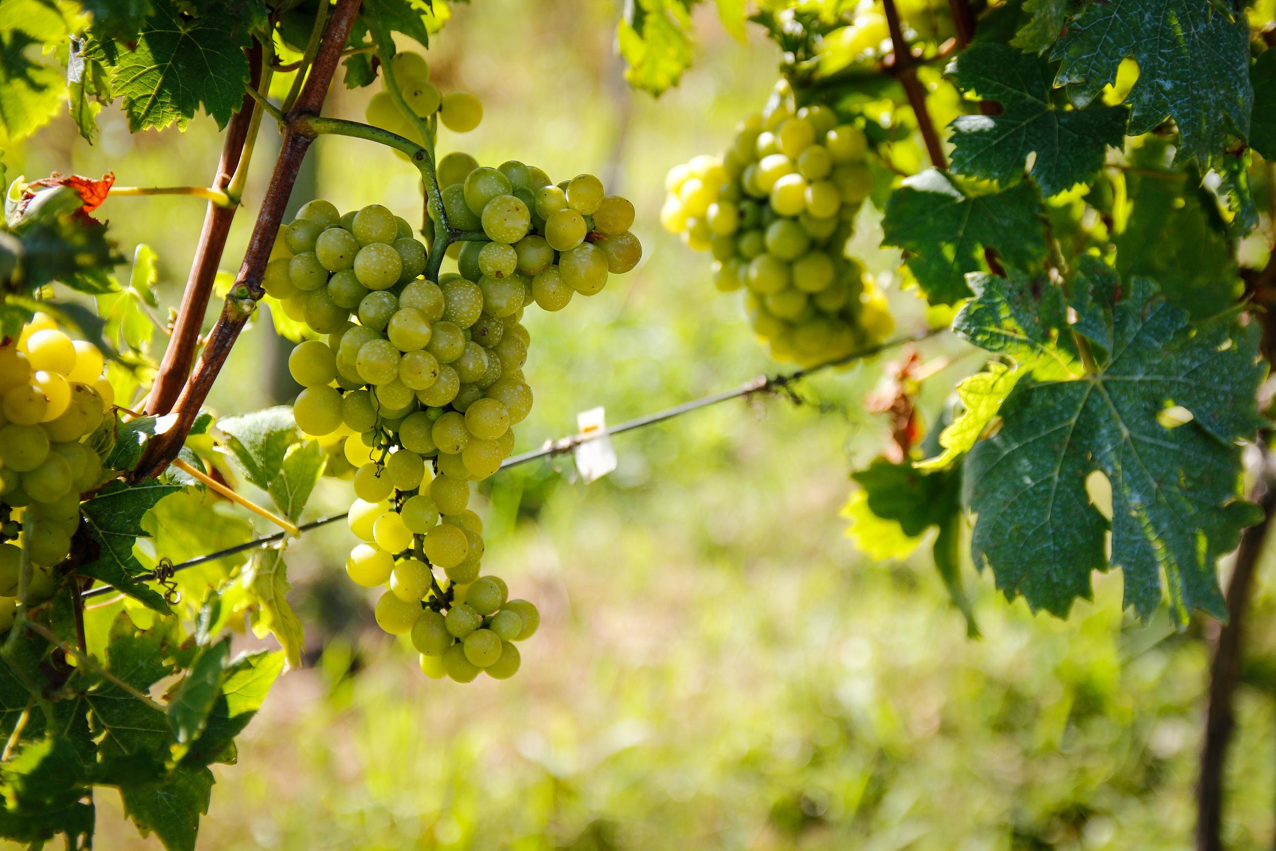 Conheça a uva: Moscato | Armazém Nacional