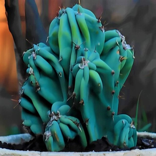 Cereus Uruguayanus - Cacto Monstro Azul | Chrys Garden