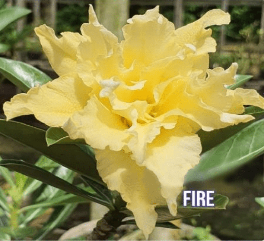 Rosa do deserto Fire | Oeste Rosas do Deserto