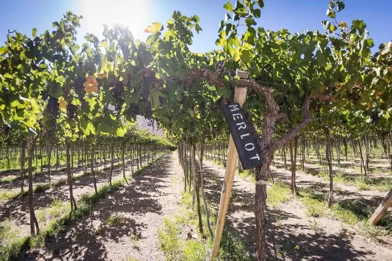 Vinho Merlot é bom? Saiba tudo sobre origem, características e mais ...