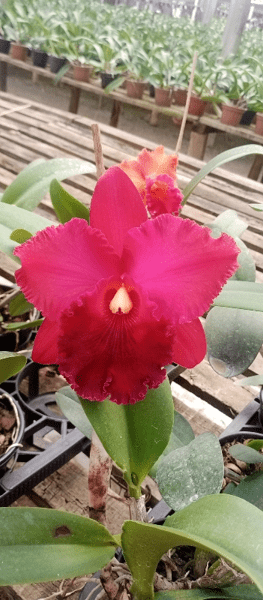 Blc. Miriam Suzuki "Red Stone" | Orquidário Monte Negro