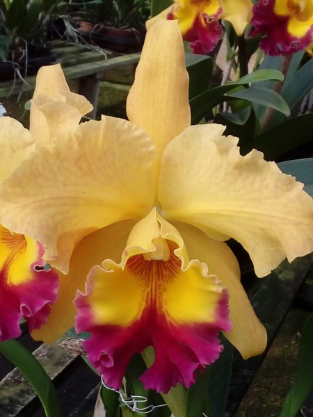 Cattleyas | Orquidário Monte Negro