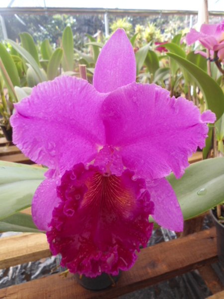 Cattleyas | Orquidário Monte Negro