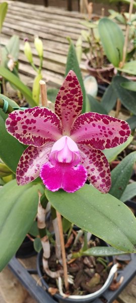 C. Durigan Big Spots | Orquidário Monte Negro