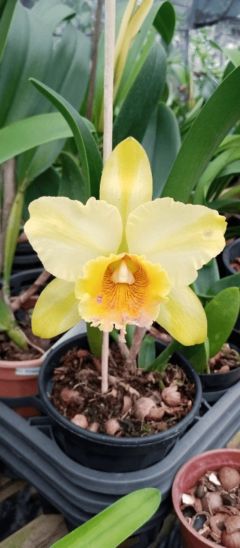 Blc. Gisele Bündchen | Orquidário Monte Negro