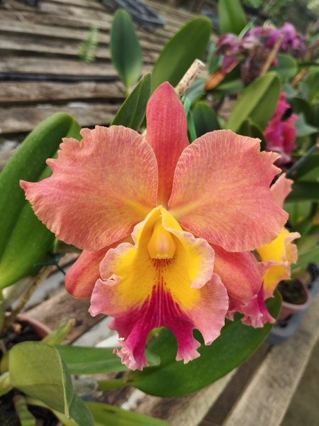 Orquidário Monte Negro