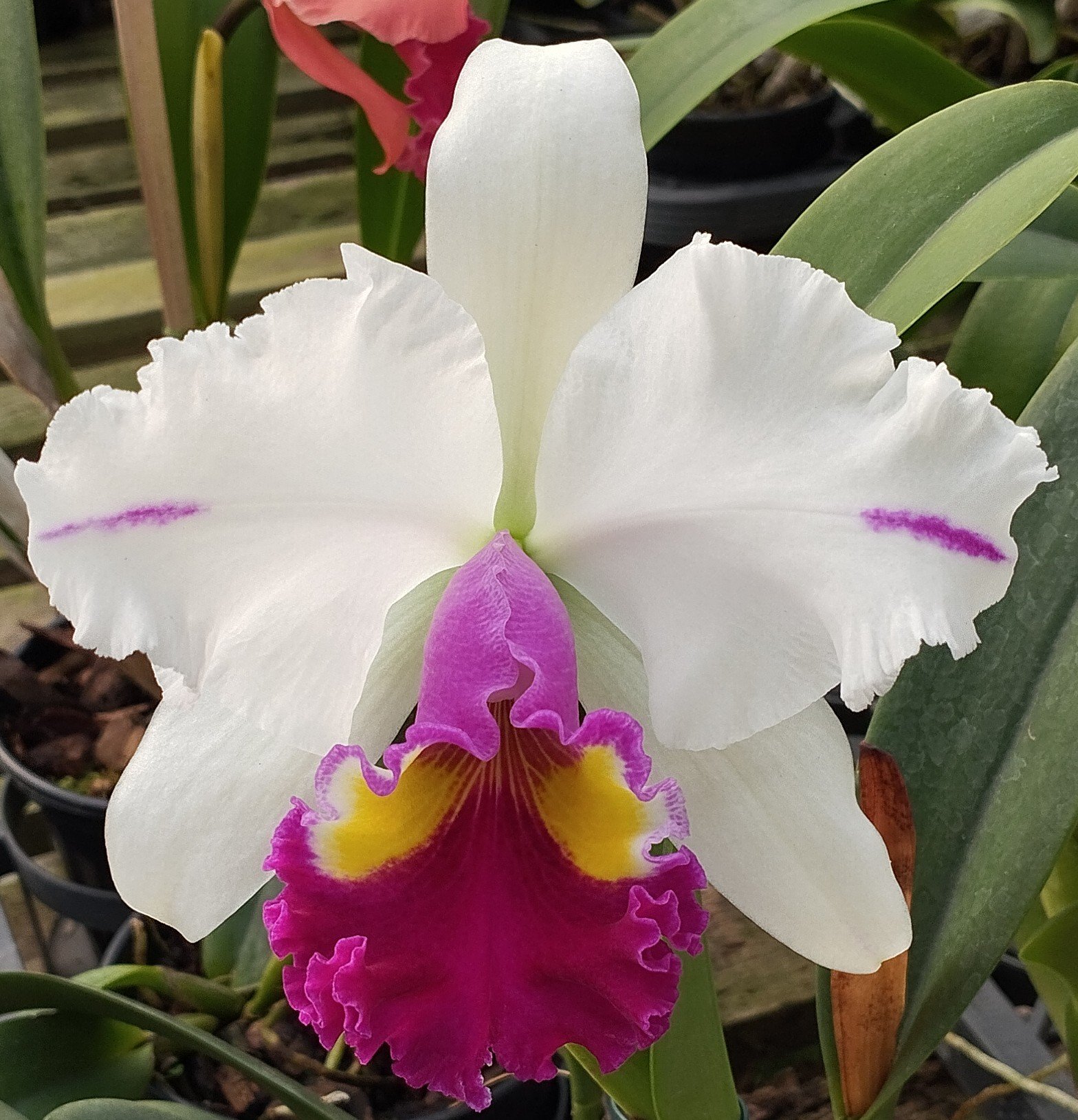 Blc. Mirian Suzuki x Lc. Remo Prada Crown | Orquidário Monte Negro