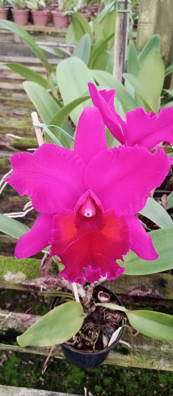 Blc. Edisto Newberry | Orquidário Monte Negro