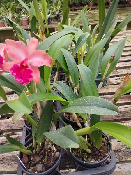 Orquidário Monte Negro