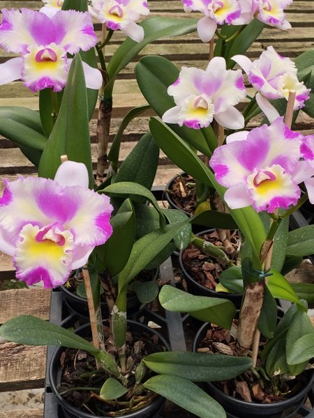 Cattleyas | Orquidário Monte Negro