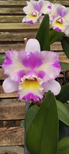 Blc. Nobiles Flash | Orquidário Monte Negro