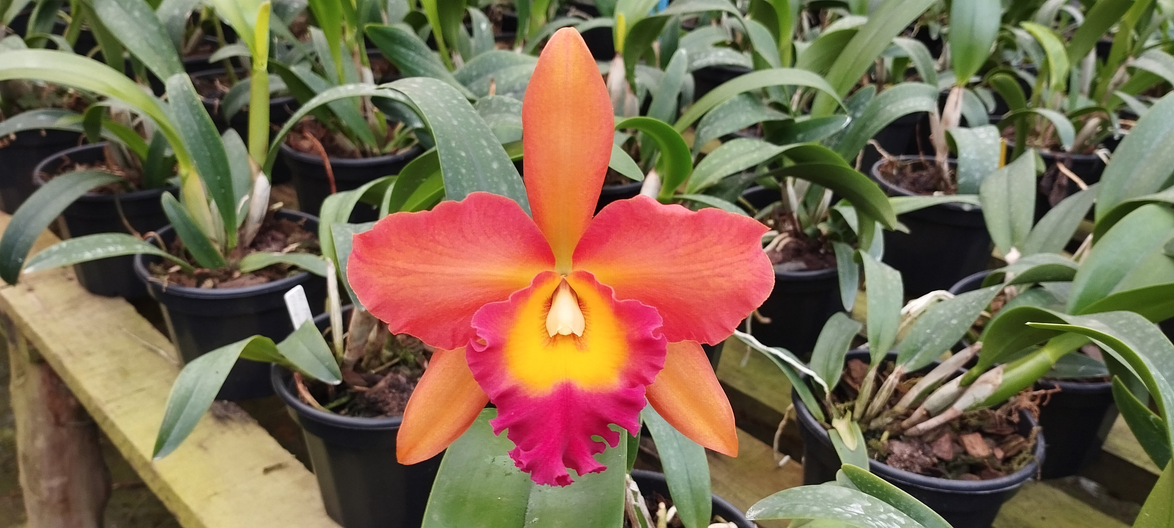 Pot. Helga Margareth Gray | Orquidário Monte Negro