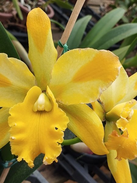 Cattleyas | Orquidário Monte Negro