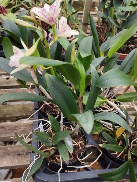 Orquidário Monte Negro