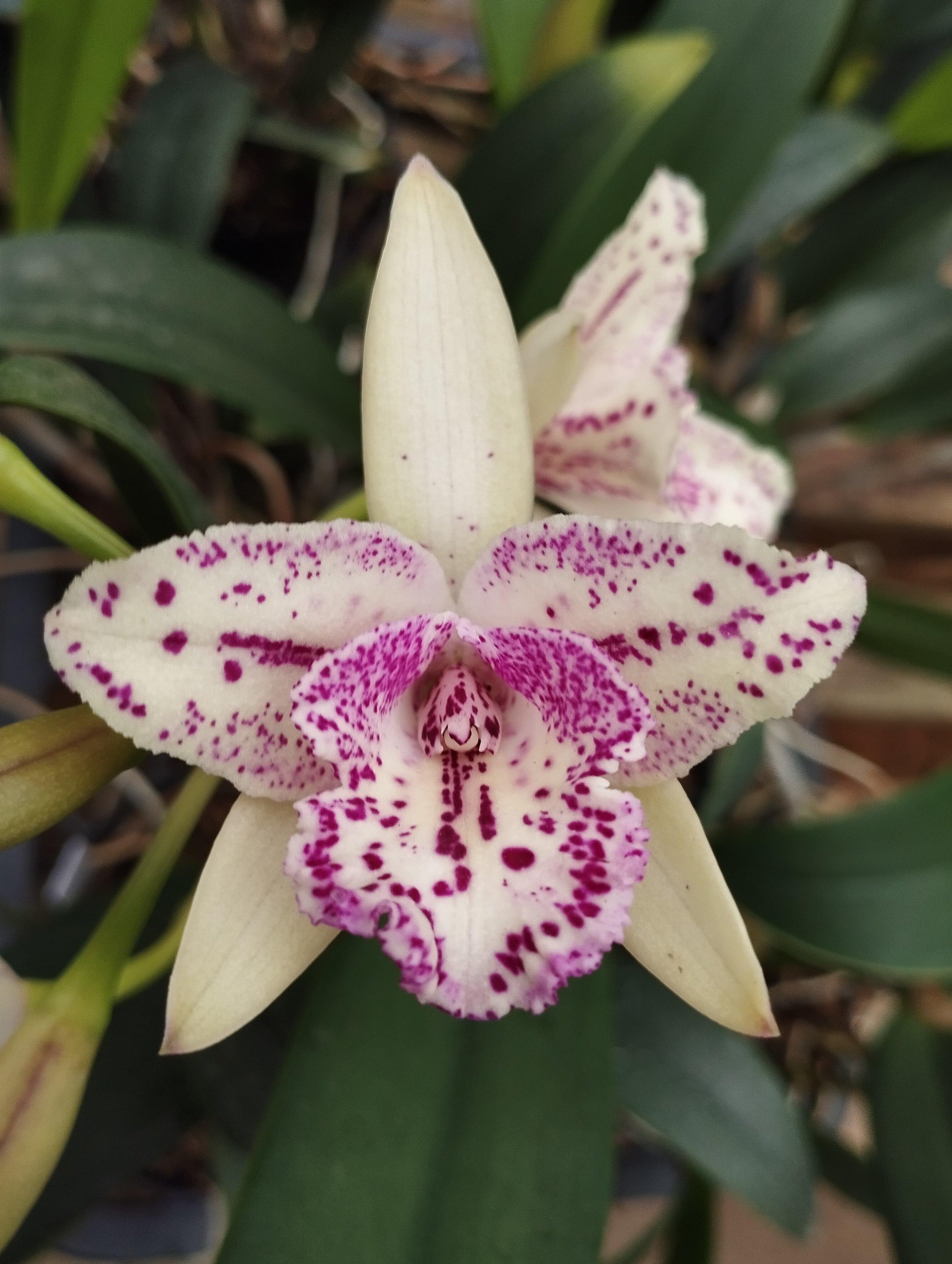 Blc. Waikiki Gold x Blc. Golden Tang | Orquidário Monte Negro