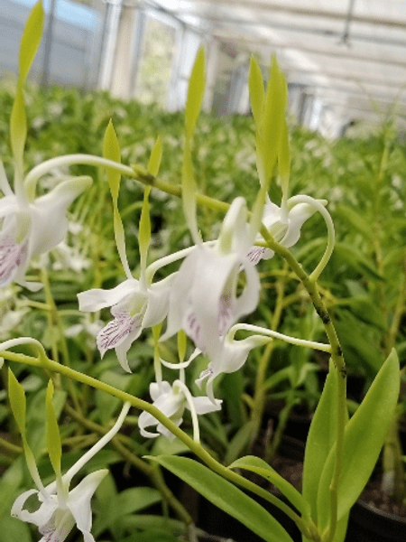 Orquídeas espécies | Orquidário Monte Negro