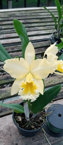 Blc. Delta King | Orquidário Monte Negro