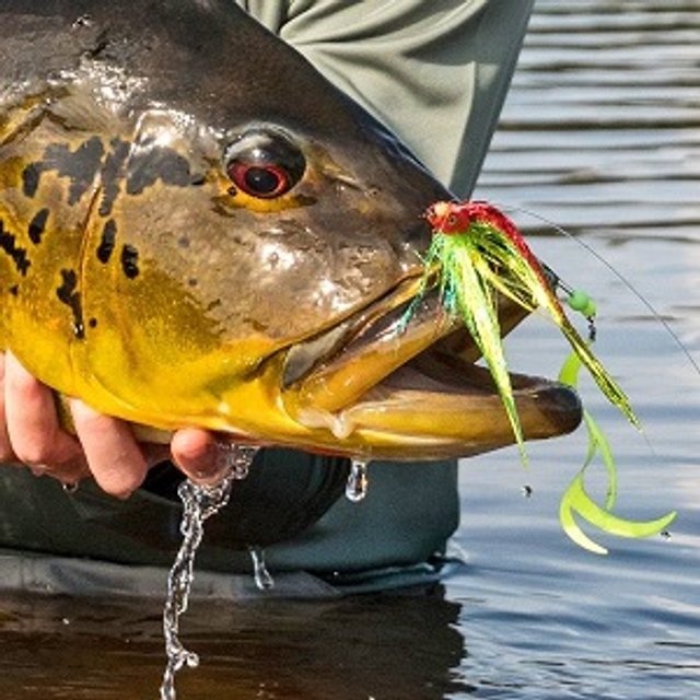 DRAGON TAILS | WILD FLY SHOP