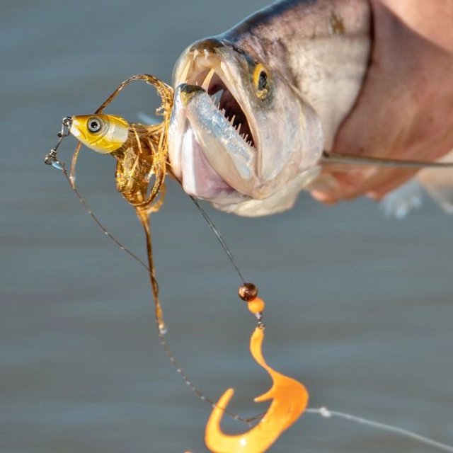 SNAP FOR TAILS | WILD FLY SHOP