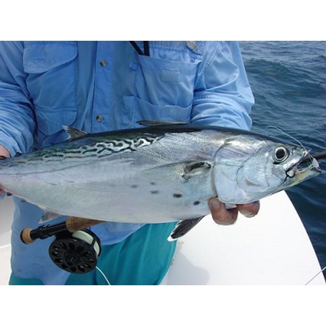 GENUINE FLY LIPS | WILD FLY SHOP