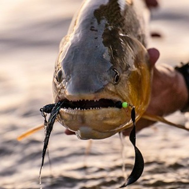 WIGGLE TAILS | WILD FLY SHOP