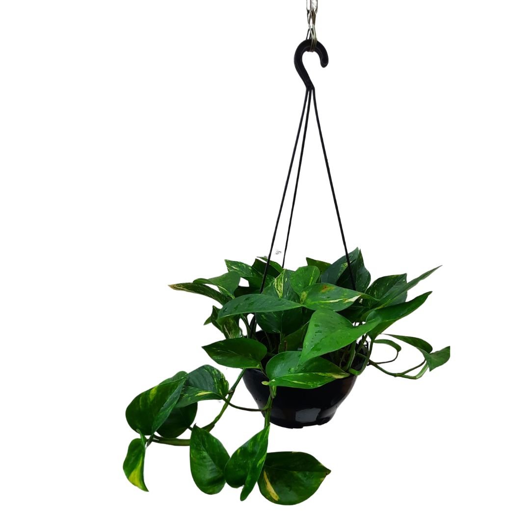 Planta Jibóia Epipremnum Pinnatum Phylhas UND | Leve Bem Orgânicos