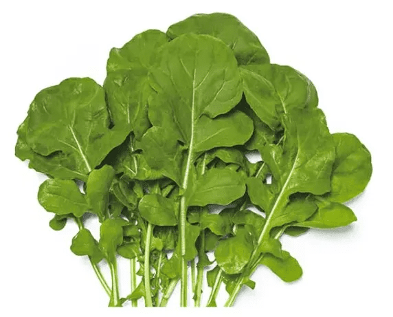 SEMENTE DE RÚCULA ASTRO 100G - SAKATA | Proteto Agricola