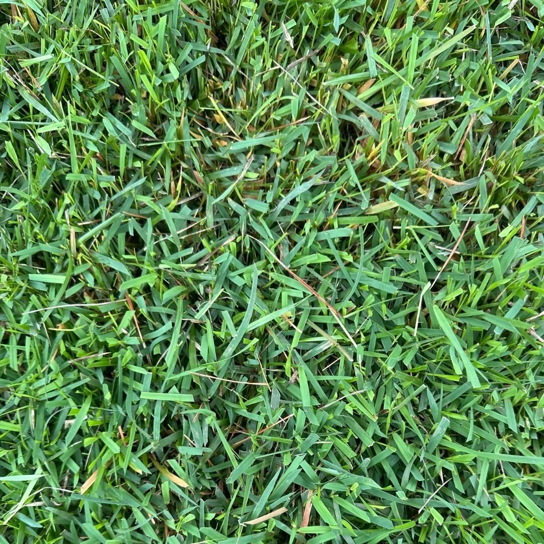 Grama: Esmeralda comum - Zoysia Japonica | Nippo Gramas