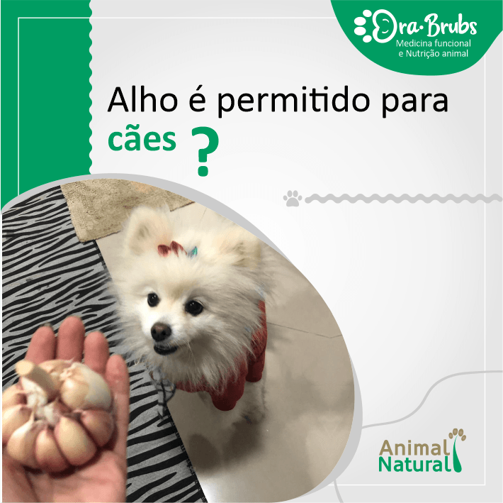 ALHO É PERMITIDO PARA CÃES? | Animal Natural