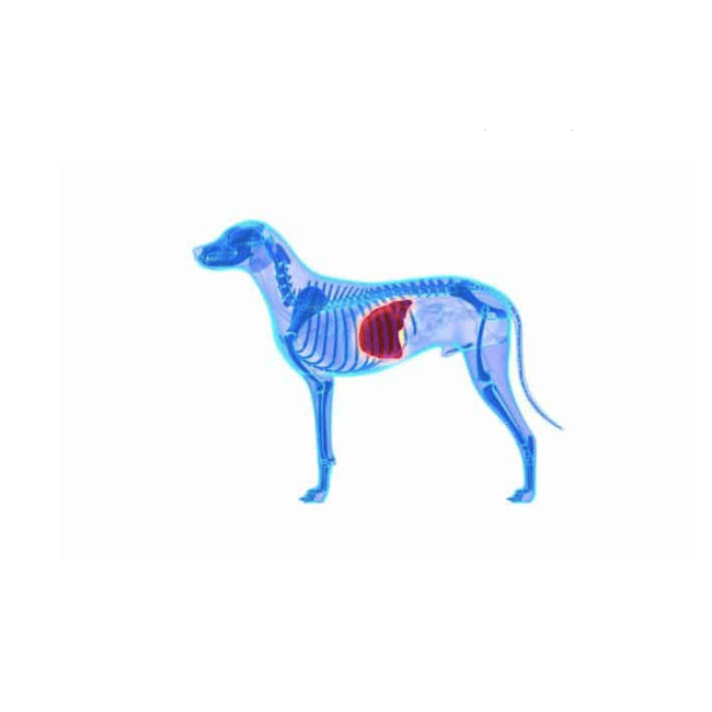 Fisiologia | Animal Natural