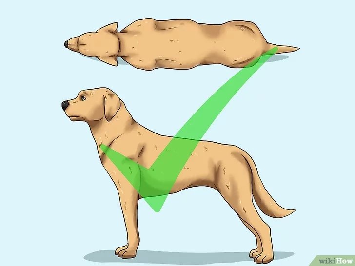 COMO SABER SE SEU CÃO ESTA NO PESO IDEAL? | Animal Natural