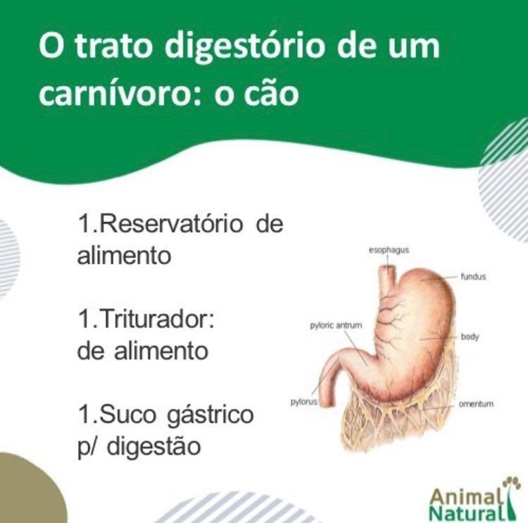 ESTÔMAGO - FISIOLOGIA DE CÃES E GATOS | Animal Natural