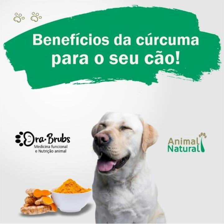 BENEFICIOS DA CÚRCUMA PARA O SEU CÃO! | Animal Natural