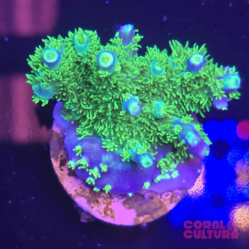 Acroporas | Coral Cultura