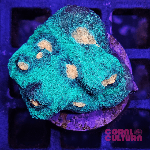 Chalice Space Invaders | Coral Cultura