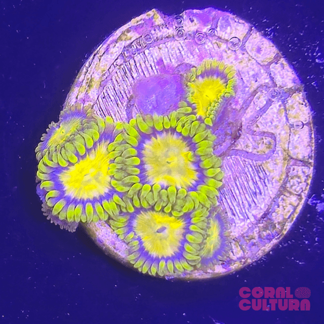Zoanthus King Midas 6 Pólipos | Coral Cultura