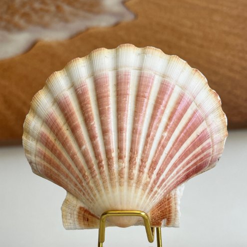 Conchas do Mar Naturais | Paraiso das Conchas