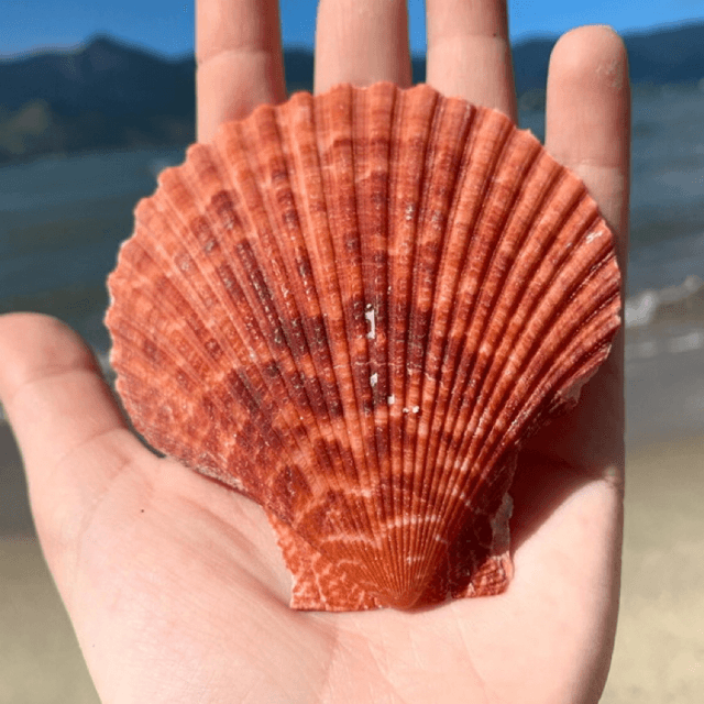 Kit 10 Conchas do Mar Shells Vieira Coloridas Naturais | Paraiso das ...
