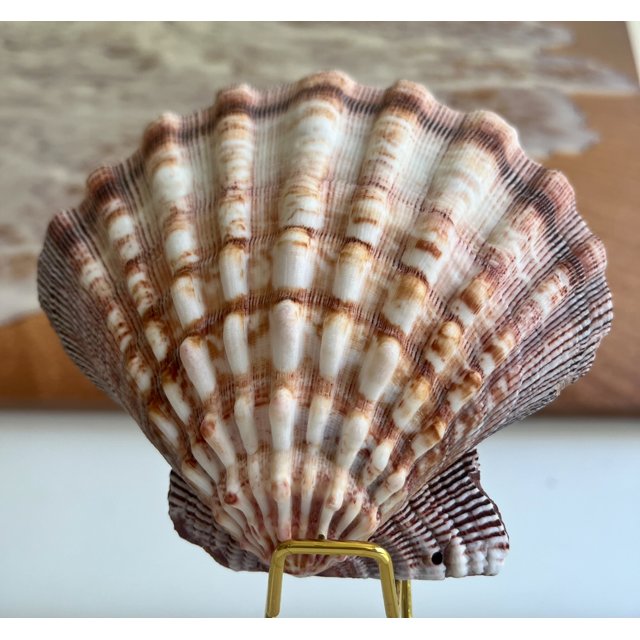 Concha do Mar Natural Shell Gigante K34 | Paraiso das Conchas