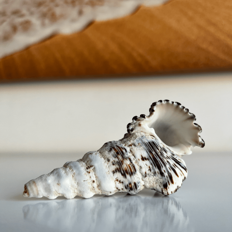 Concha do Mar Natural P4 | Paraiso das Conchas