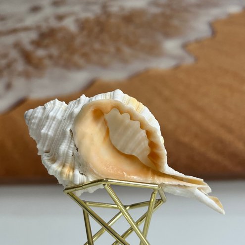 Conchas do mar naturais | Paraiso das Conchas