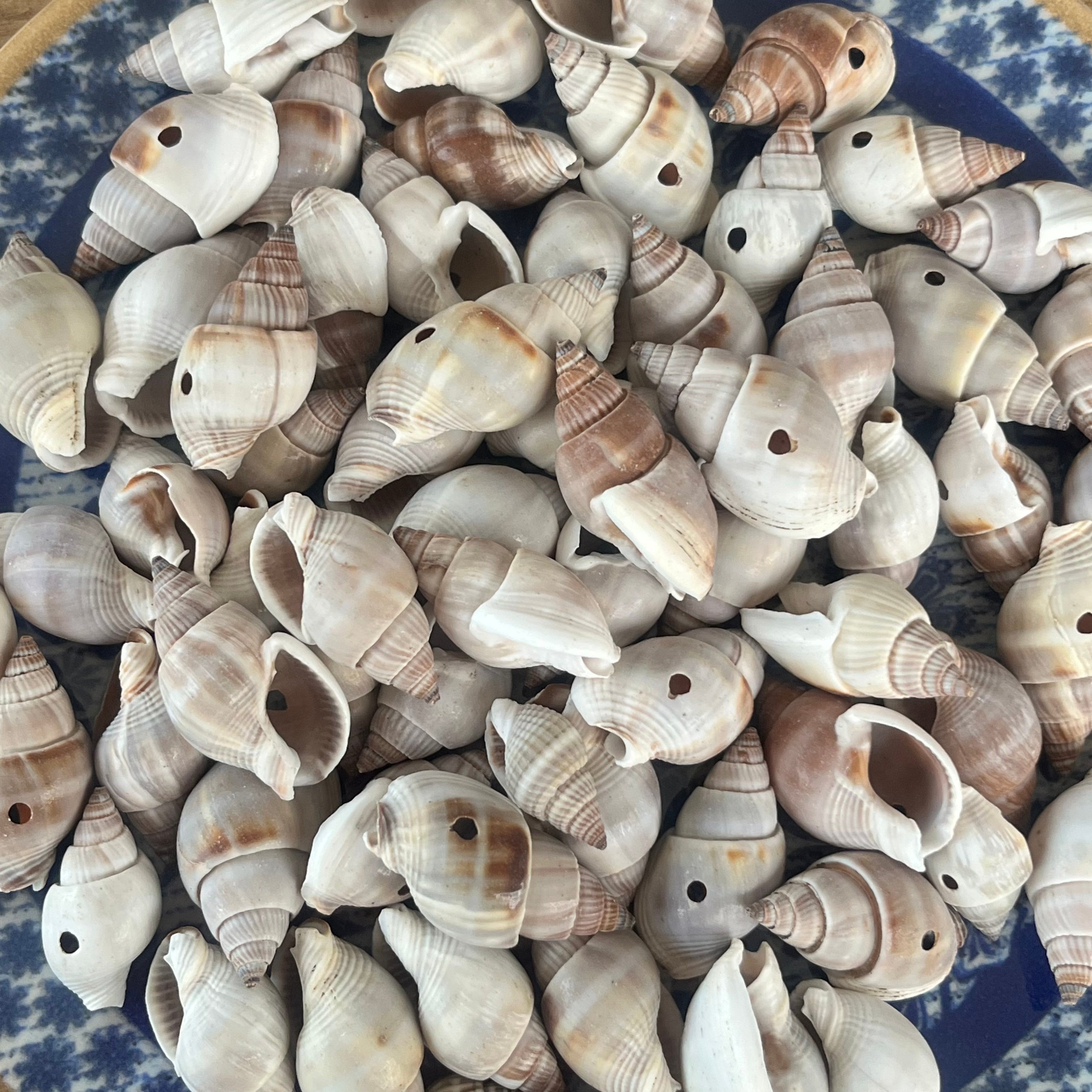 Kit 20 Conchas do Mar Naturais Furadas Nassa NE67 | Paraiso das Conchas