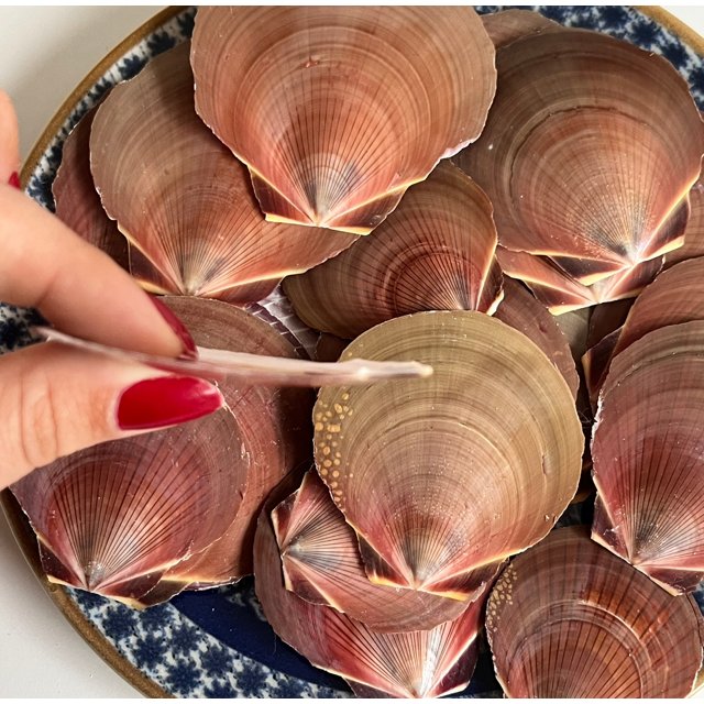 Kit 5 Concha do Mar Natural Shell Rosa MT6 | Paraiso das Conchas