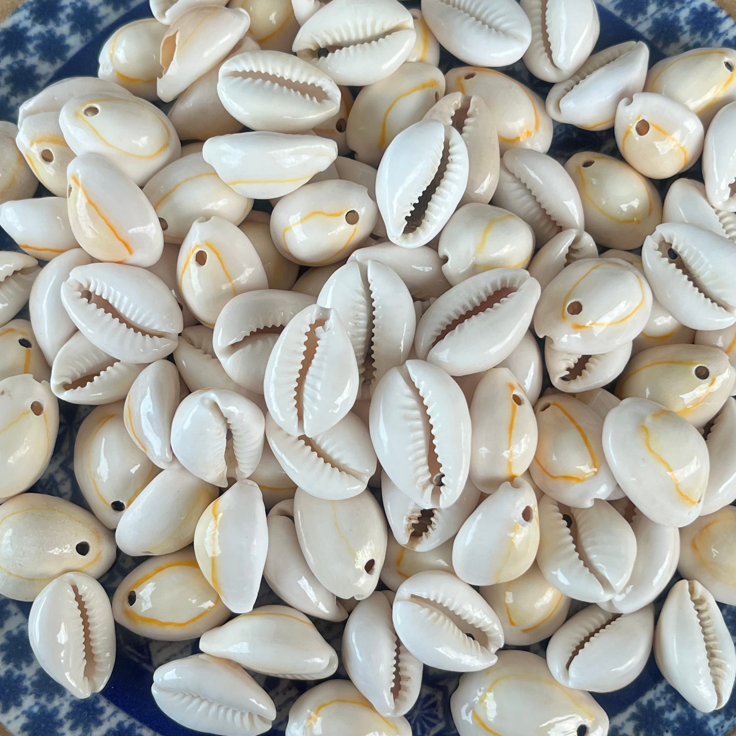 Kit 20 Conchas Naturais Búzios Branco Furado NE66 | Paraiso das Conchas