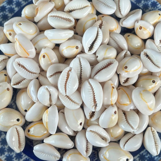 Kit 20 Conchas Naturais Búzios Branco Furado NE66 | Paraiso das Conchas