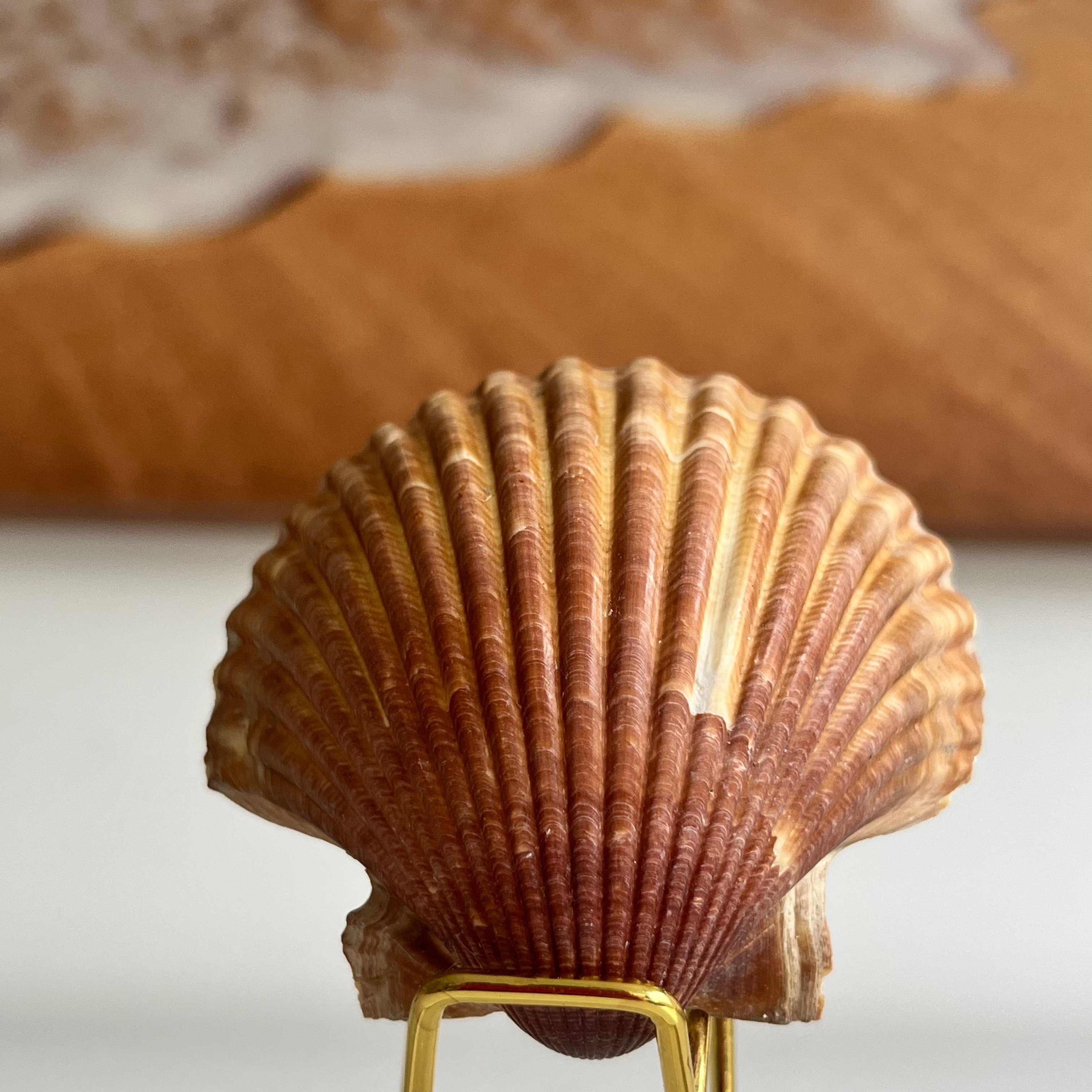 Concha do Mar Natural - Casquinha de Siri Shell | Paraiso das Conchas