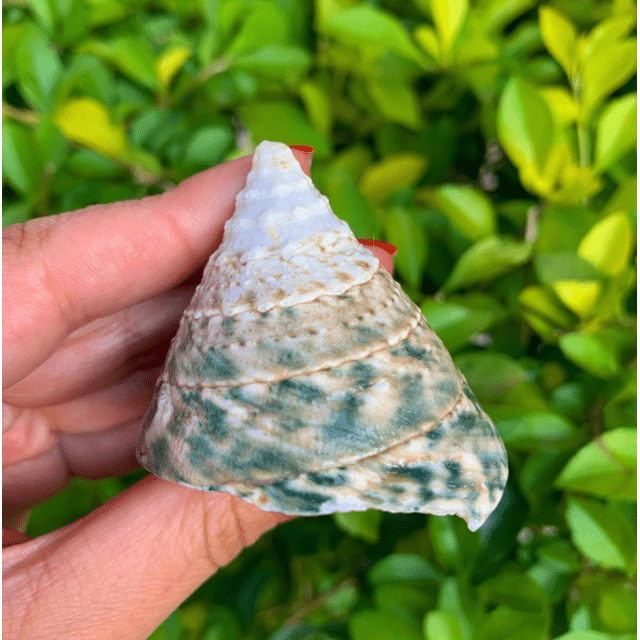 Concha Female Green | Paraiso das Conchas